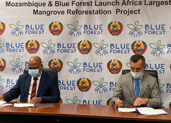 Mozambique & Blue Forest Launch Africa’s Largest Mangrove Restoration ...